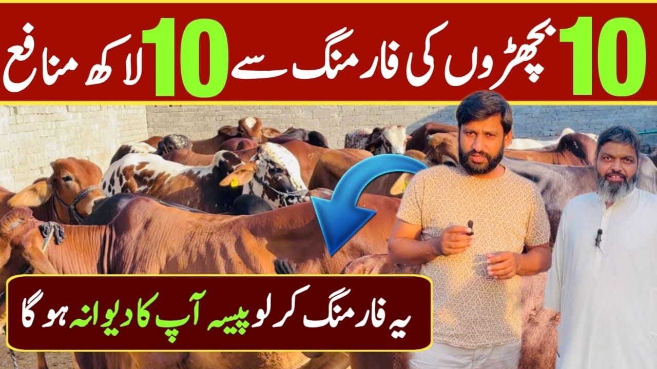 Bachra Farming Business Plan In Pakistan |Bachra Farming |Universal ...